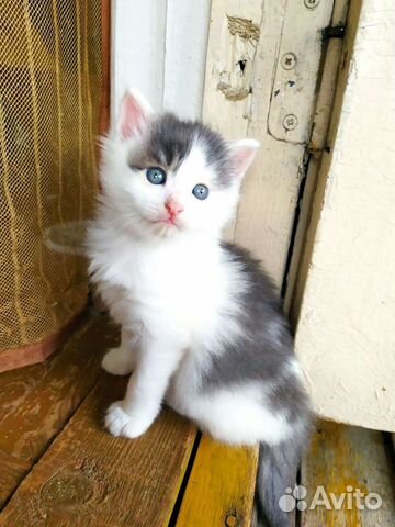 Котенок пушистик мальчик