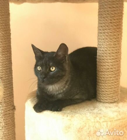 Поль, но не Гоген ждёт любящую семью