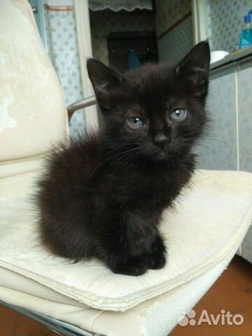 Маленький котёнок ищет дом