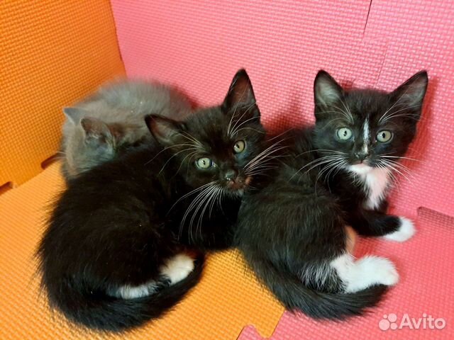 Котята