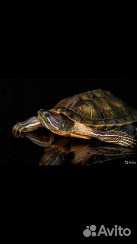 Черепаха