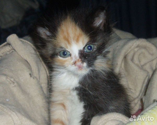 Котята месячные (мальчик и девочка) отдаём в хорош