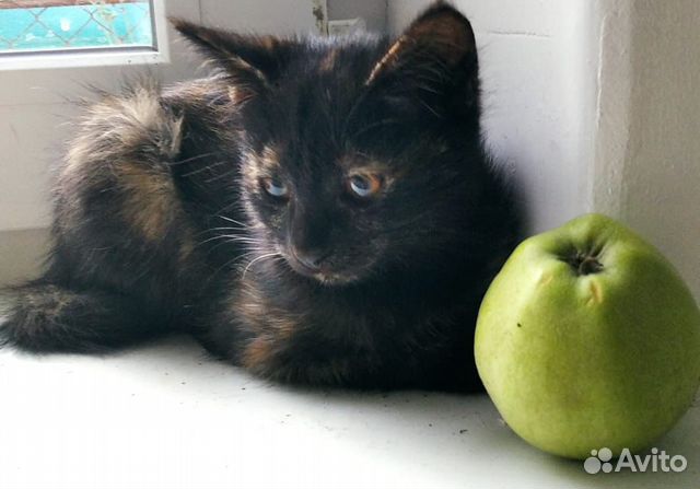 Котенок