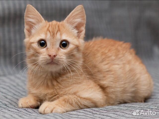 Прелестный рыжий котёнок 2,5 месяца в добрые руки