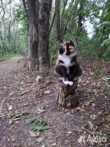 Кошка
