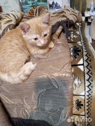 Отдаем рыжего котенка в добрые руки