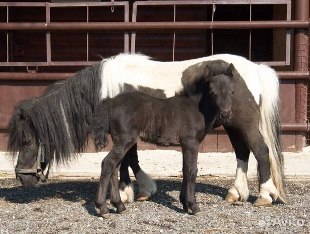Пони 2020 года рождения