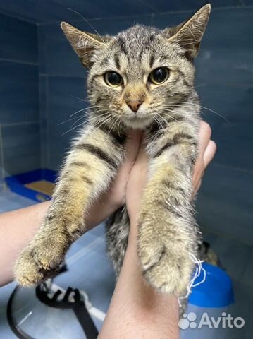 Котёнок Фаня девочка 2 мес