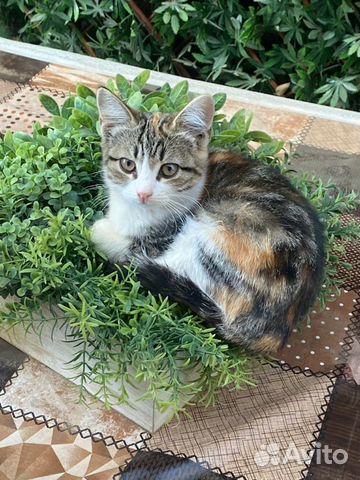 Дачники, Милейшие и нежнейшие создания