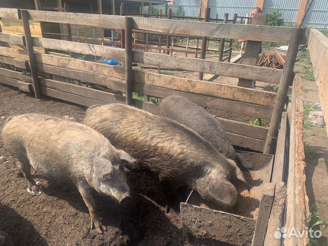 Мясо свинины (венгерская мангалица)