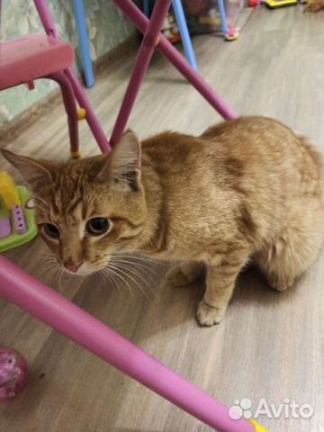 Котенок в дар