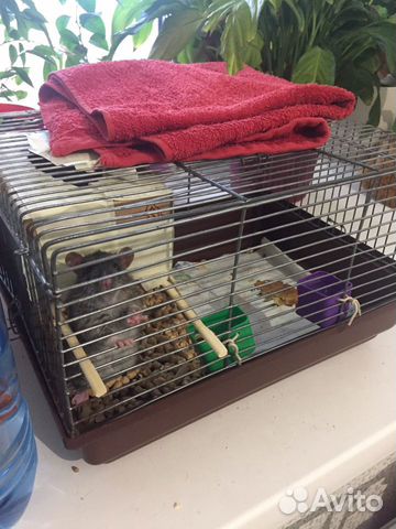 Крыса с клеткой бесплатно