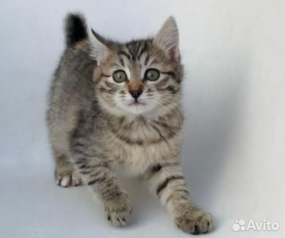 Ласковая малышка в добрые ответственные руки. Прив