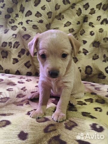 Щенки пинчера