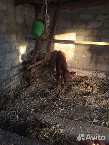 Продам месячного бычка 12.000