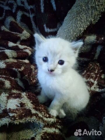 Котята ищут дом