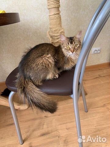 Сомалийская кошка ищет кота для вязки