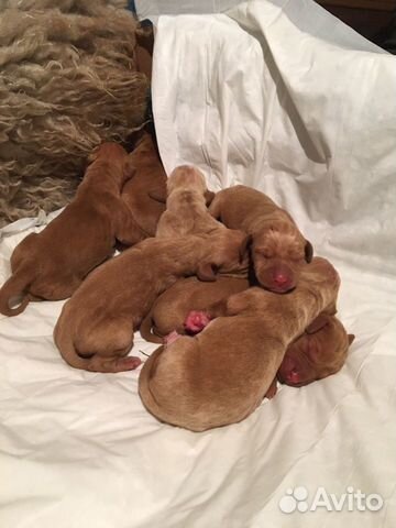 Венгерская Выжла (Легавая)