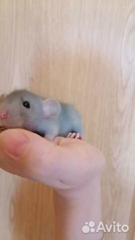 Крысята Дамбо голубые снежные