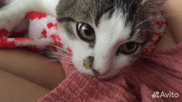 Котенок-мальчик (6 мес) в добрые руки