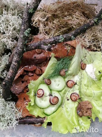 Древесные улитки караколусы