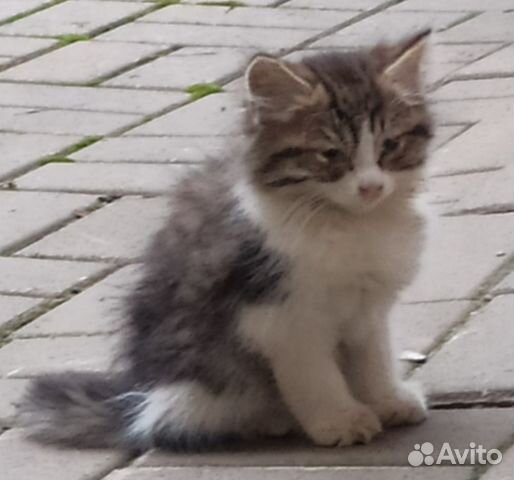 Котят замуровали камнями