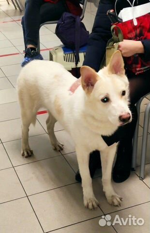 Щенок помесь маламута