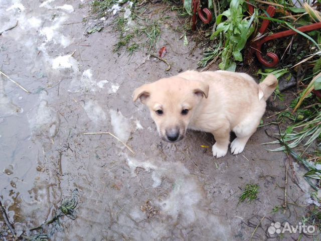 Рыжая и чёрная девочки-щенки ищут хозяев. В хороши