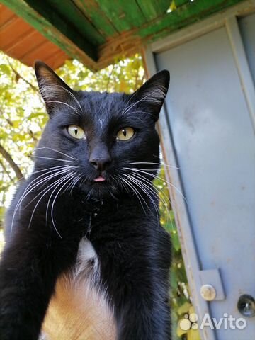 Кот в добрые руки