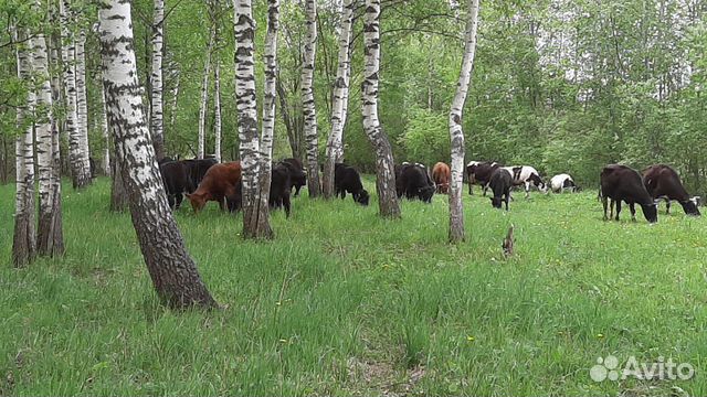 Продаем бычков