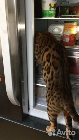 Бенгальская кошечка ждет кавалера