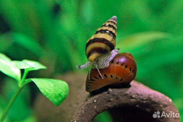 Хилены улитки хищные