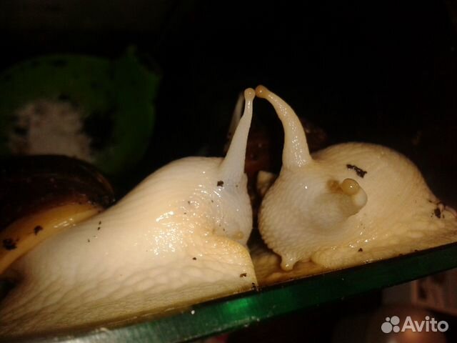 Улитки ахатины