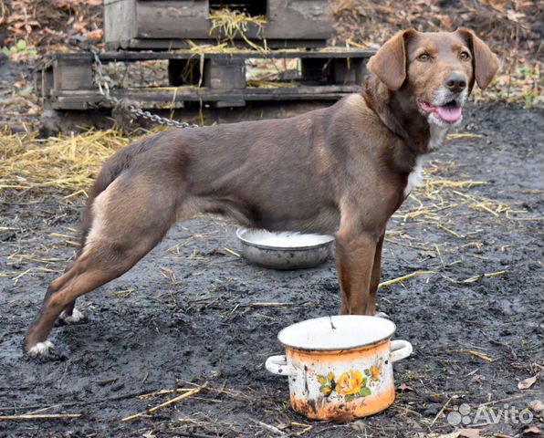 Собака Шера 2 года.Стерилизована