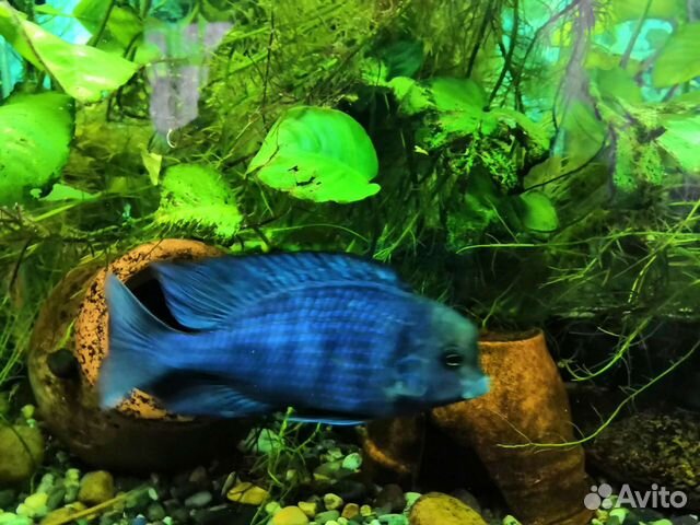 Цехлида Голубой дельфин