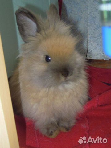 Декоративные карликовые кролики