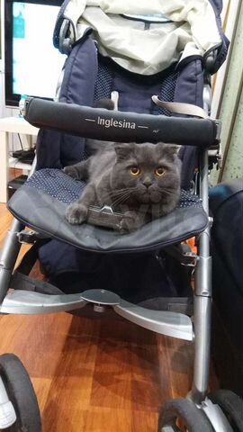 Кот
