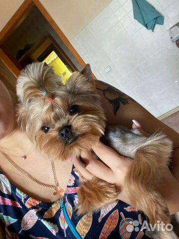 Йоркширский терьер