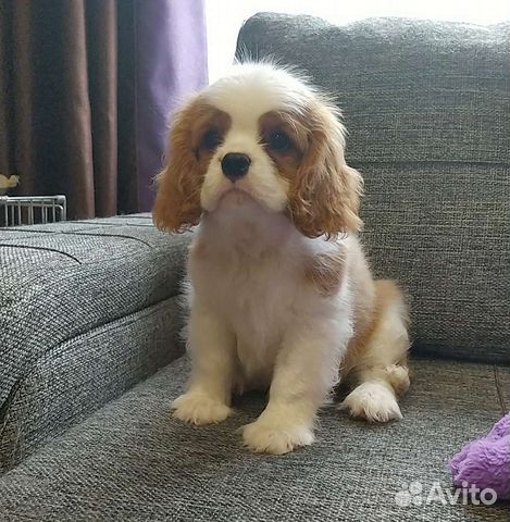 Кавалер кинг чарльз спаниель