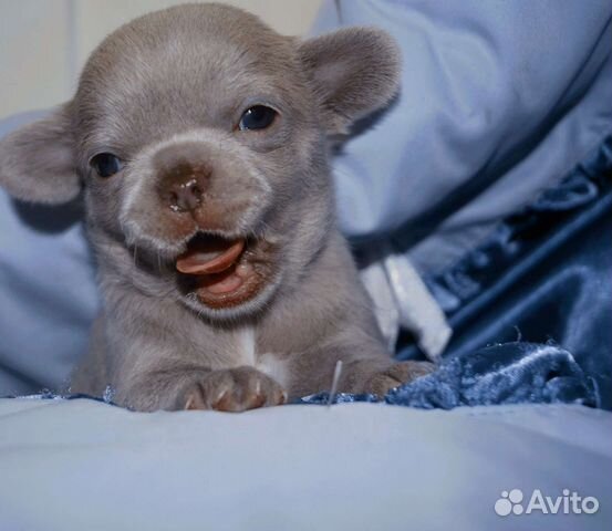 Чихуахуа девочка шикарного лилового окраса