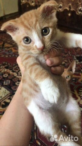 Донской сфинкс браш котята