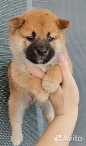 Сиба ину красавчики