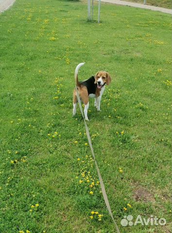 Щенки бигль