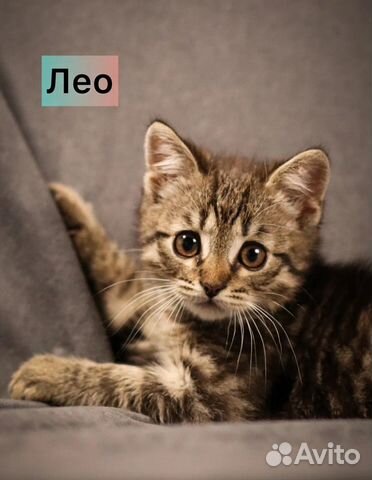 Маленькие котята — метисы британской породы в дар