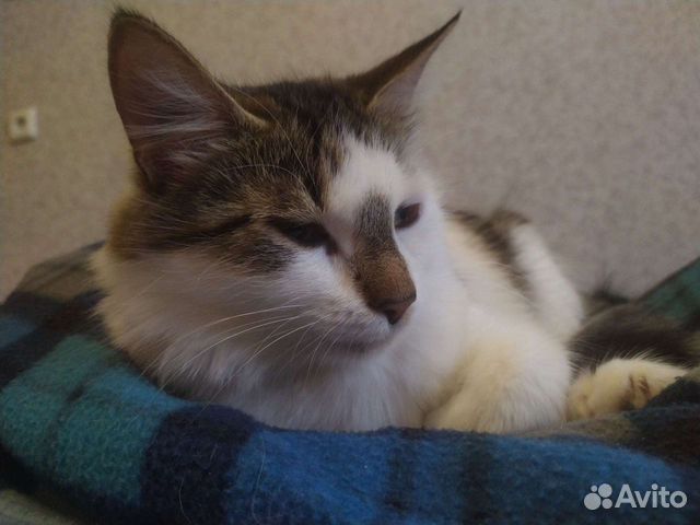 Кошка