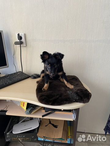 Отдам в хорошие руки