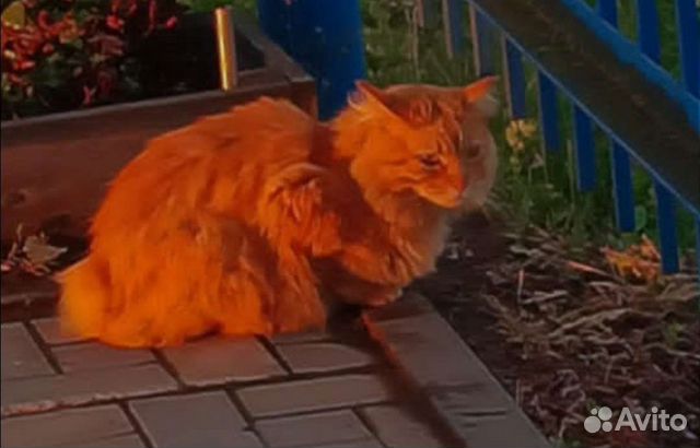 Потерялся кот (бобтейл)