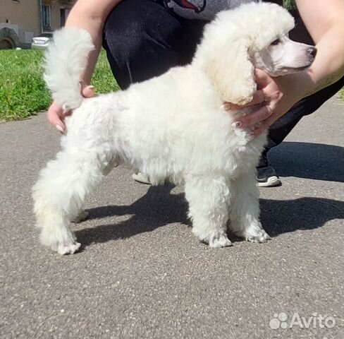 Щенки среднего пуделя