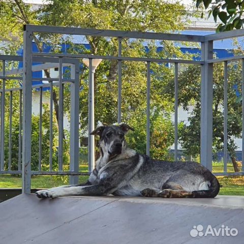 Молодой пёс пропадает на улице