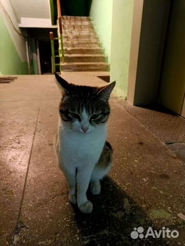 Котик в дар бесплатно